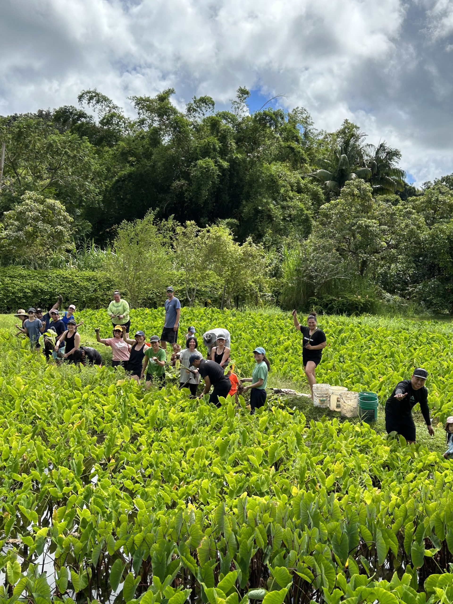 USJC Hawaii Region Spends Time Together at a Taro Patch - U.S.-Japan Council